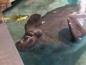 The Worlds Oldest Manatee Celebrates 66 , Happy Birthday Snooty