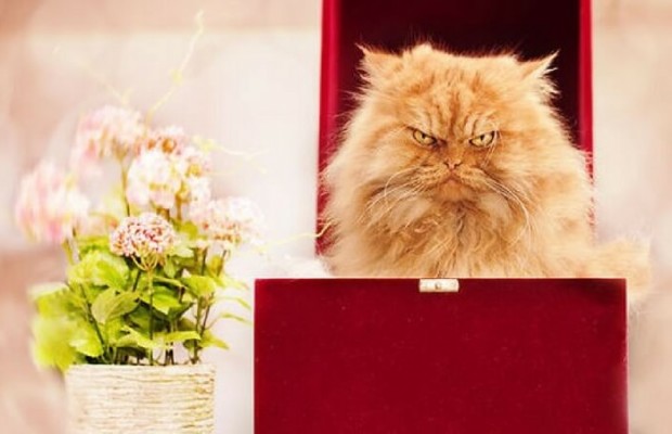 20 Pictures Of The Worlds Angriest Cat Named Garfi, He's Adorable