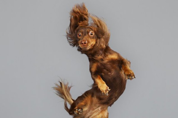 17 Hilarious Dogs That Are Just Flying With Joy