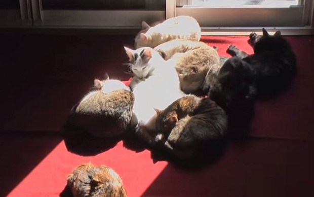 This Time-Lapse Video Of Cats Sunbathing Is Exactly What The World ...