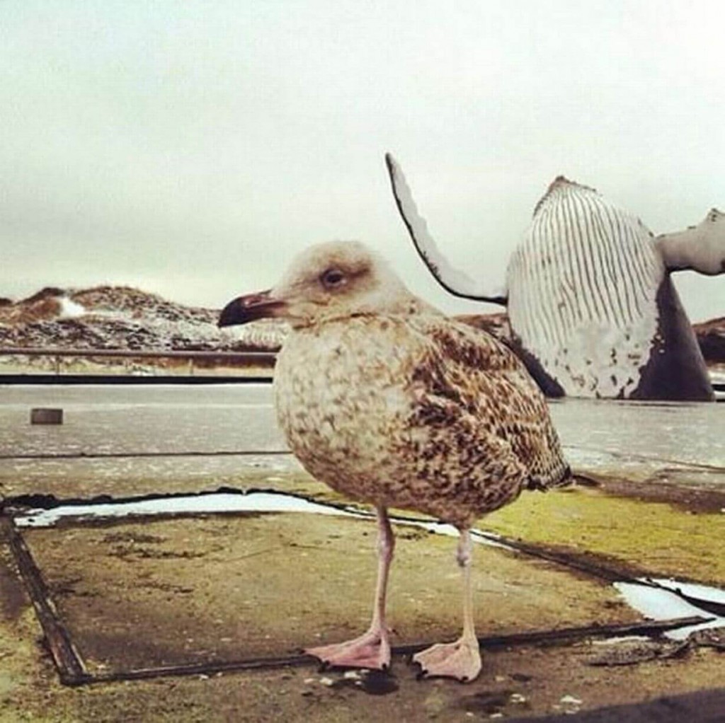 The 36 Greatest Animal Funny Photobombs Of All Time