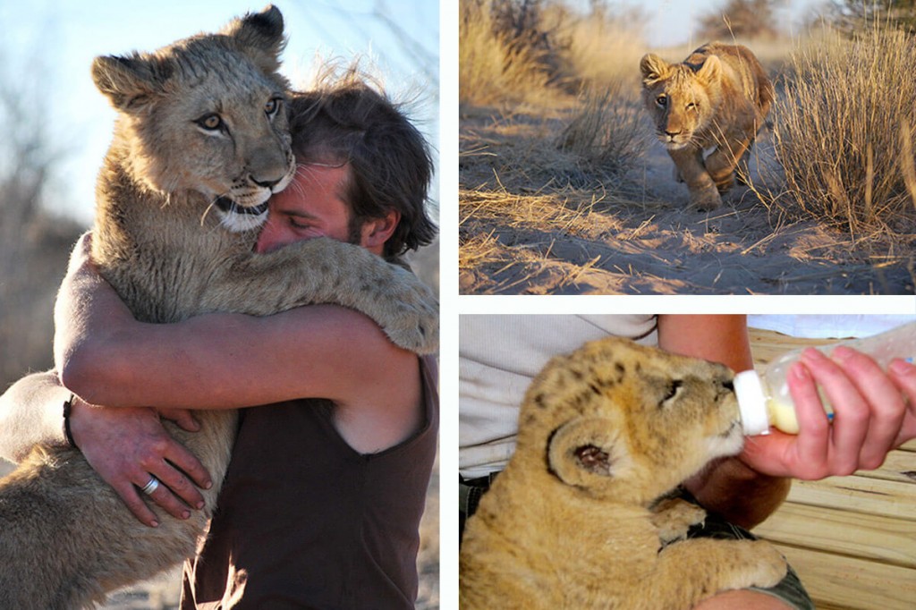 Watch The Unbelievable Reaction of a Lioness to the Man Who Saved Her Life
