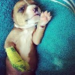 22 Dog Cast Pictures That Are Painfully Adorable