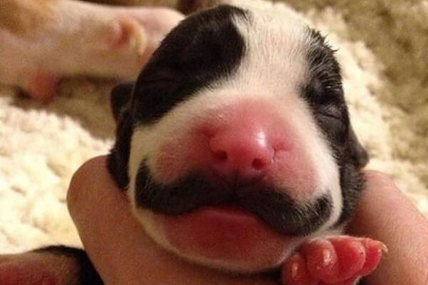 22 Of The Most Unusual Looking Dogs Of This Earth