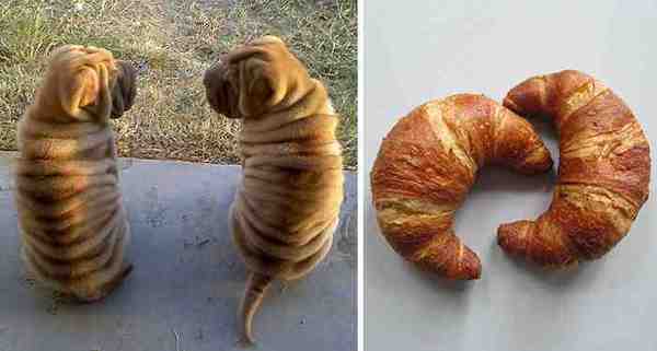 27 Unbelievably Accurate Dog Lookalikes That Will Give You Chills