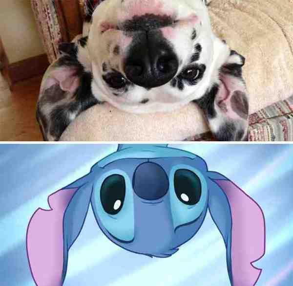 27 Unbelievably Accurate Dog Lookalikes That Will Give You Chills