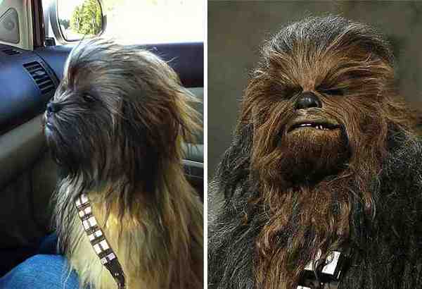 27 Unbelievably Accurate Dog Lookalikes That Will Give You Chills