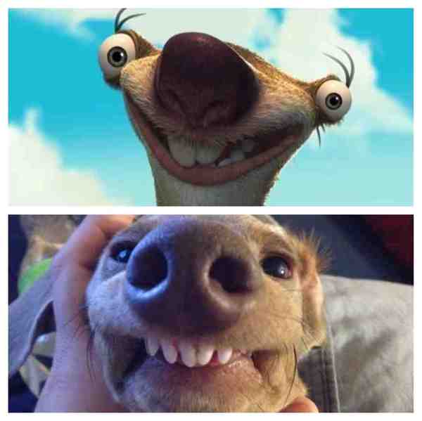 27 Unbelievably Accurate Dog Lookalikes That Will Give You Chills