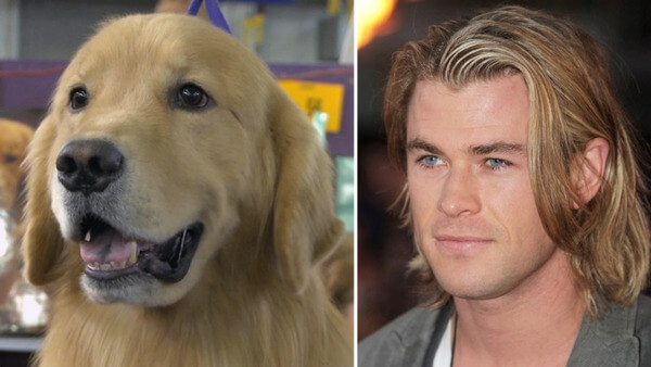 27 Unbelievably Accurate Dog Lookalikes That Will Give You Chills