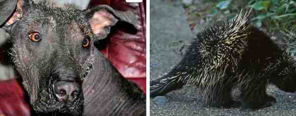 27 Unbelievably Accurate Dog Lookalikes That Will Give You Chills