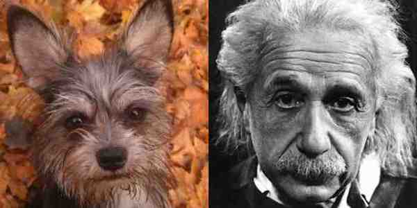 27 Unbelievably Accurate Dog Lookalikes That Will Give You Chills