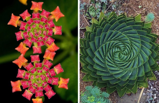 15 Geometric Plants That Have The Symmetry Thing Down