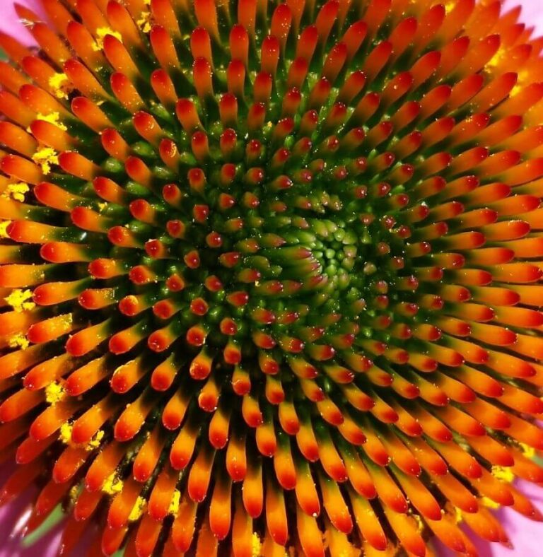 15 Geometric Plants That Have The Symmetry Thing Down