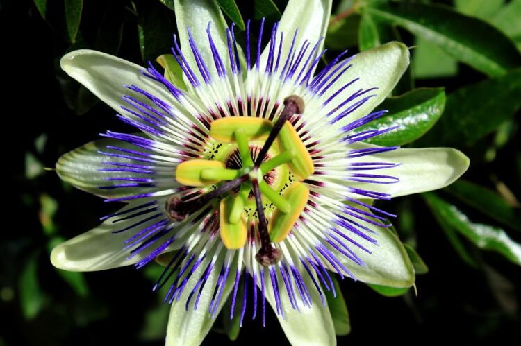 15 Geometric Plants That Have The Symmetry Thing Down