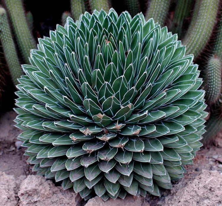 15 Geometric Plants That Have The Symmetry Thing Down