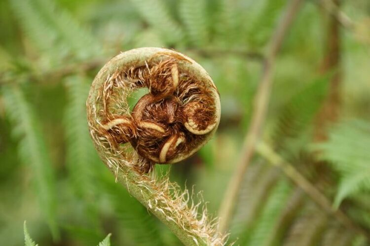 15 Geometric Plants That Have The Symmetry Thing Down