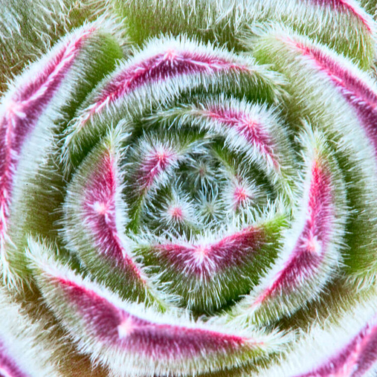 15 Geometric Plants That Have The Symmetry Thing Down