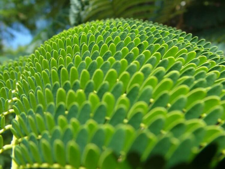 15 Geometric Plants That Have The Symmetry Thing Down