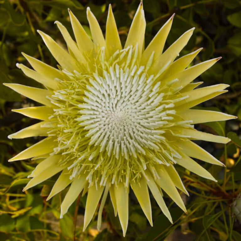 15 Geometric Plants That Have The Symmetry Thing Down