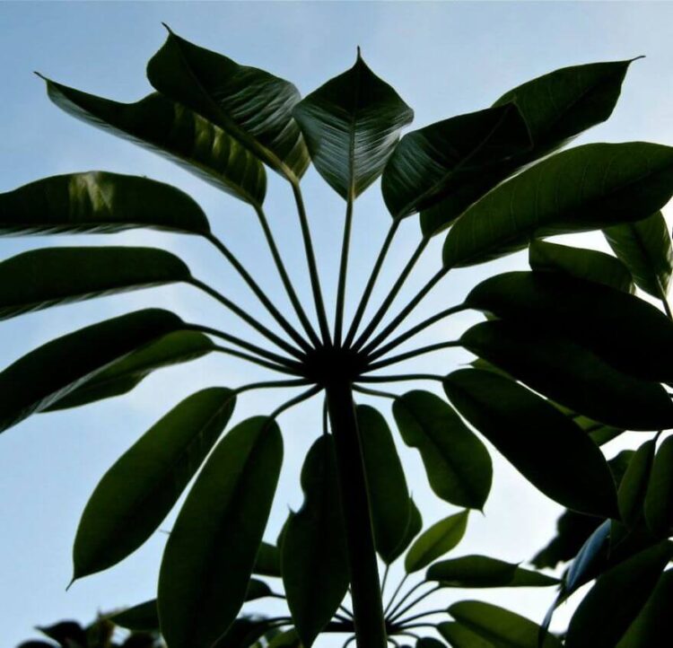 15 Geometric Plants That Have The Symmetry Thing Down