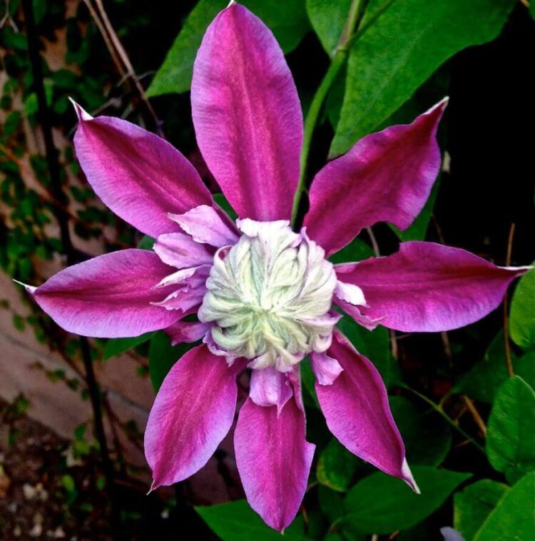 15 Geometric Plants That Have The Symmetry Thing Down