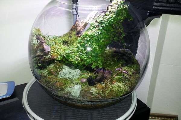 21 Incredible Terrariums That Will Show You a World