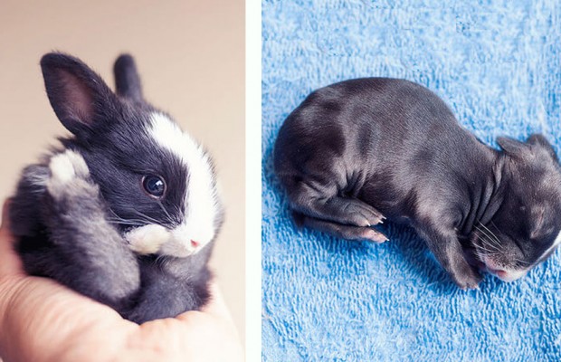 30 Days Of Adorable Bunnies Growing Up In Pictures