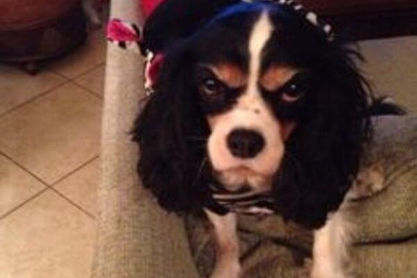 23 Grumpy Dogs That Are Not Talking To You Any More