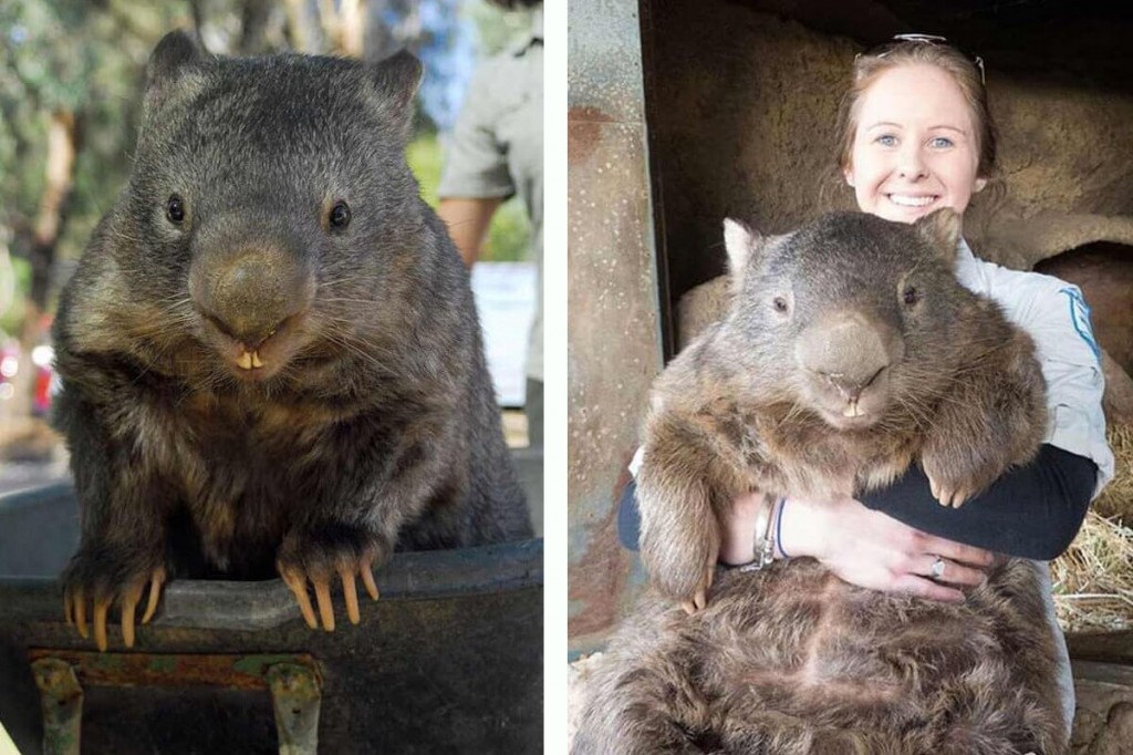 Meet Patrick, The World's Oldest And Largest Living Wombat
