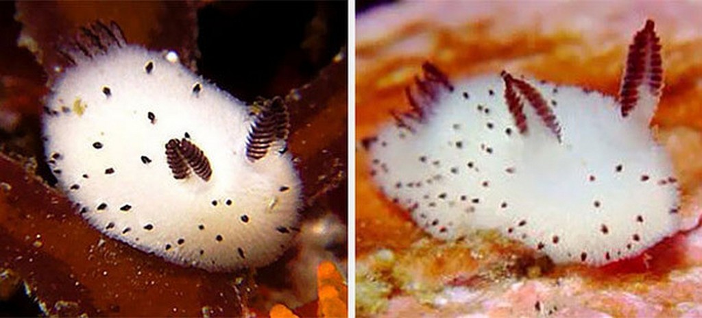 These "Sea Bunnies" Are Extremely Adorable And We Want To Cuddle Them