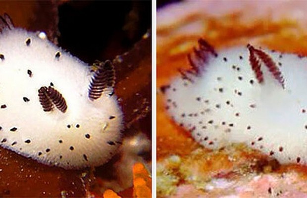 These "Sea Bunnies" Are Extremely Adorable And We Want To Cuddle Them