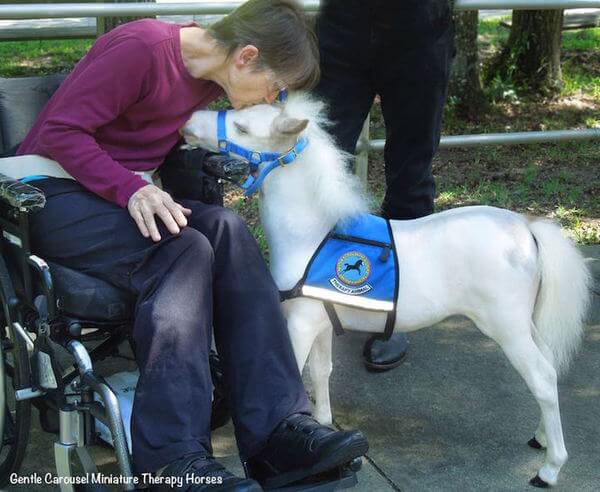 Magical Miniature Horses Provide Therapeutic Benefits For People In Need