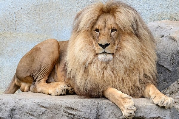 Leon the Lion Shows Off His Perfectly Styled Bouffant Locks As His Mane ...