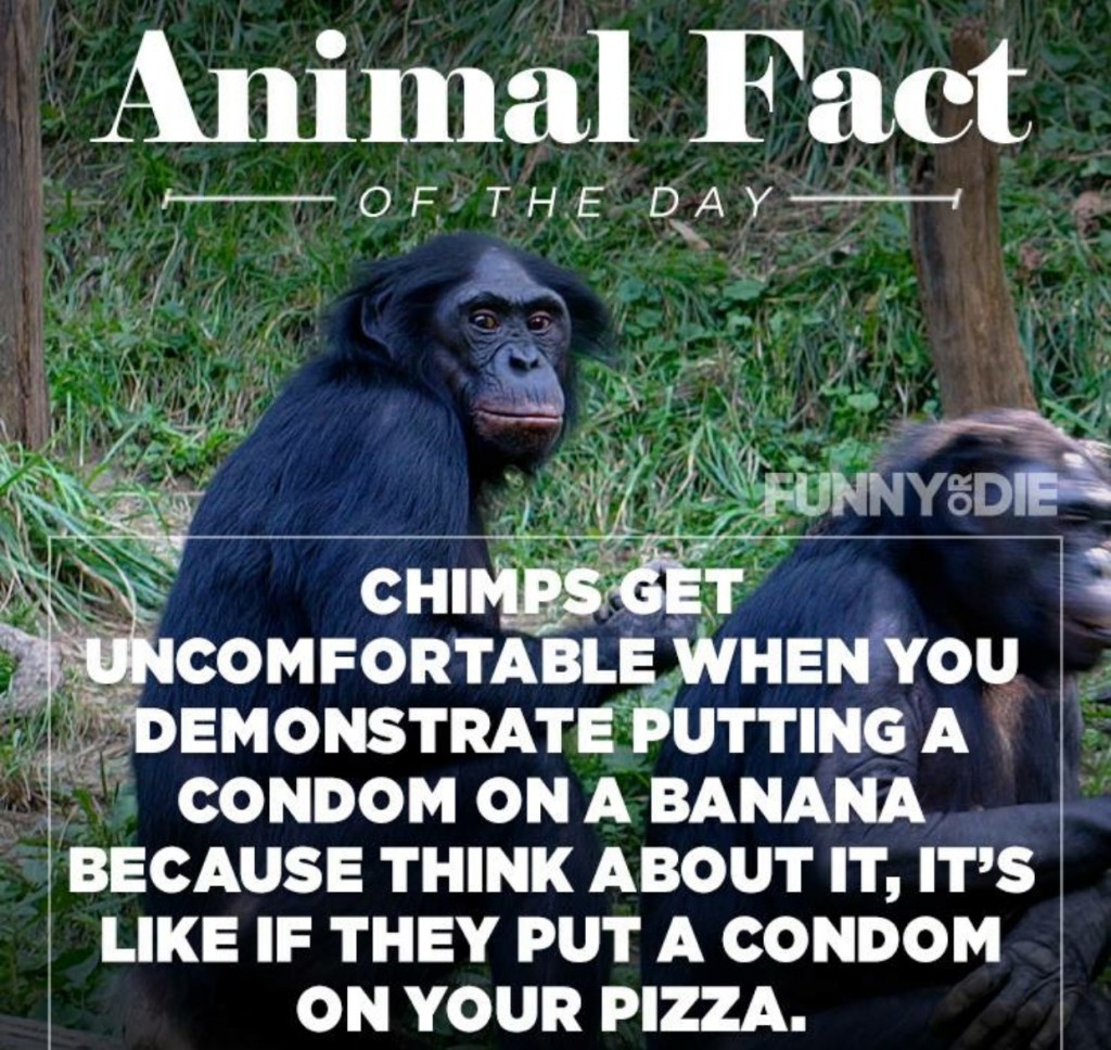 25 Funny Animal Facts That Might Make You Pee a Little