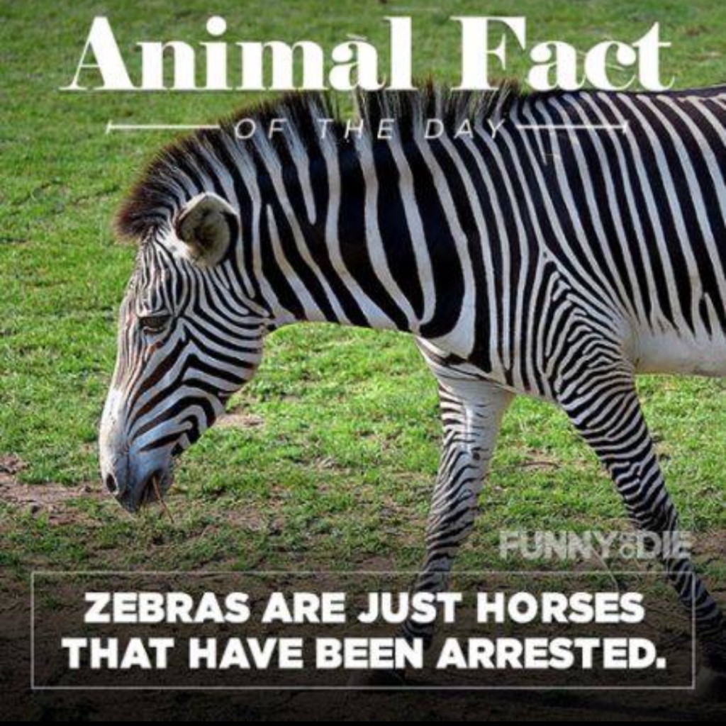 25 Funny Animal Facts That Might Make You Pee a Little