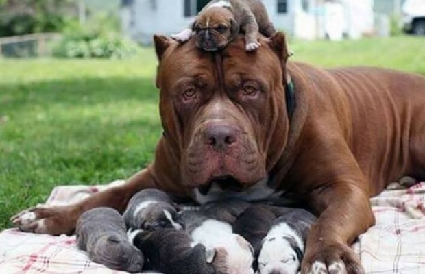 21 Pictures Of Puppies And Their Parents To Get You Through The Week