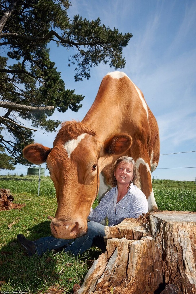 Holy Cow! Is Big Moo The Biggest Cow In The World? This Bovine Behemoth ...