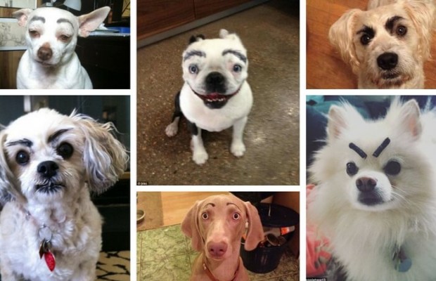 20 Hilarious Photos Of Dogs With Eyebrows That Will Make You Howl With ...