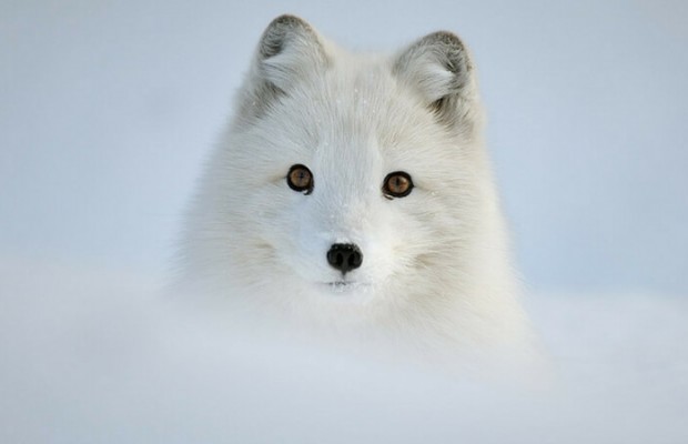 24 Funny Fox Pictures That Will Make You Fall In Love With Them