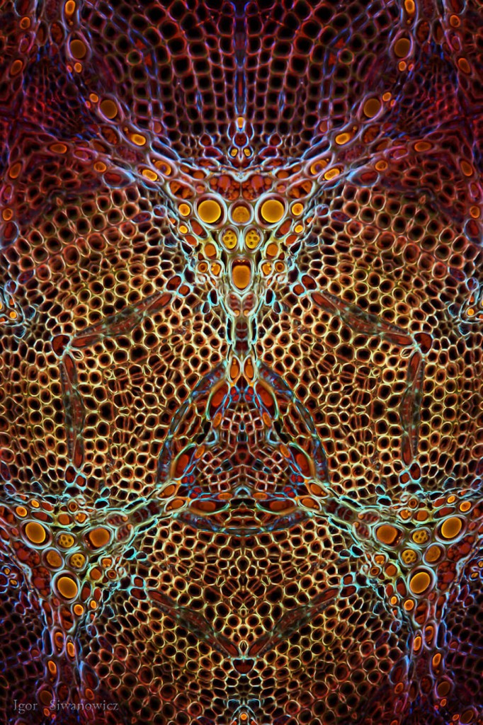 Igor Siwanowicz Captures Tiny Insects With a Scanning Microscope