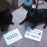 15 Pug Shaming Pictures Of Pugs Who Did The Crime And Now Doing The Time