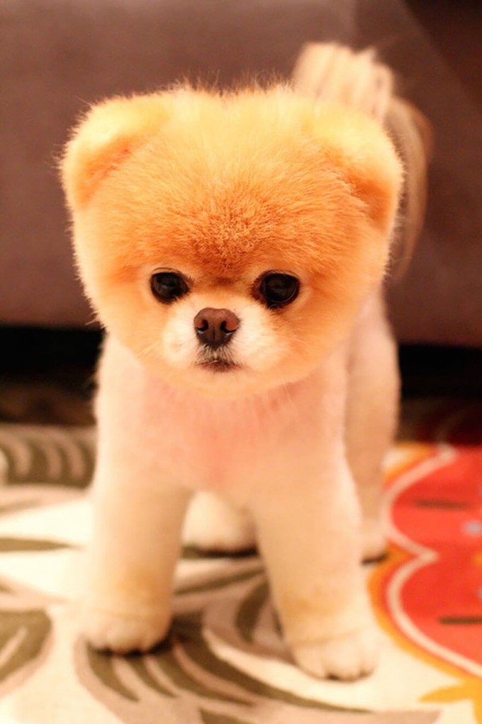 27 Chubby Puppies That Look Like Teddy Bears And Just Won Life