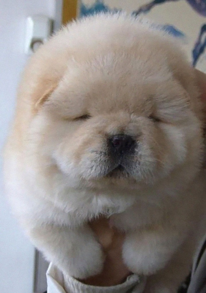 27 Chubby Puppies That Look Like Teddy Bears And Just Won Life