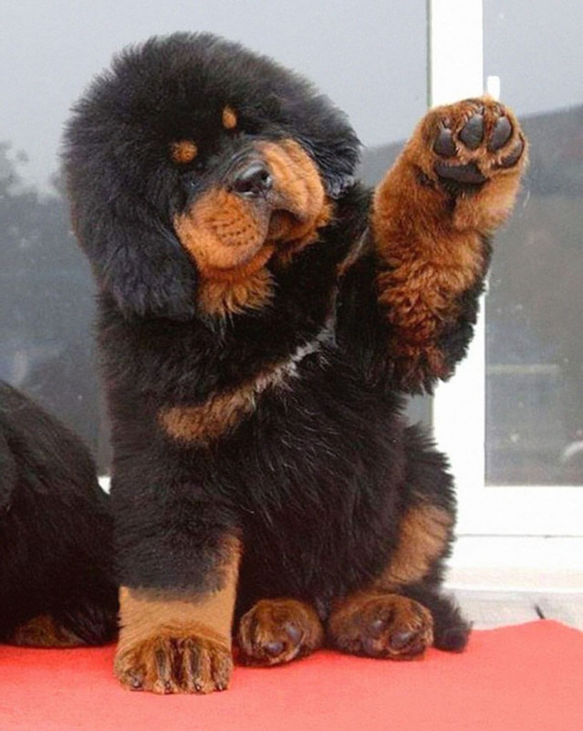 27 Chubby Puppies That Look Like Teddy Bears And Just Won Life