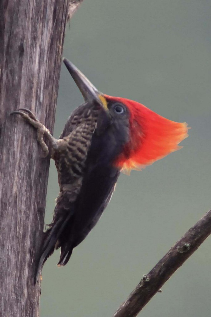 34 Animals Without Necks That Honestly Look Way Better