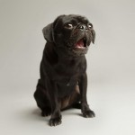 These Derpy Dog Portraits By Kevin Sarasom Reminds Us Why We Love Dogs ...
