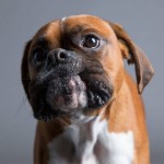 These Derpy Dog Portraits By Kevin Sarasom Reminds Us Why We Love Dogs ...