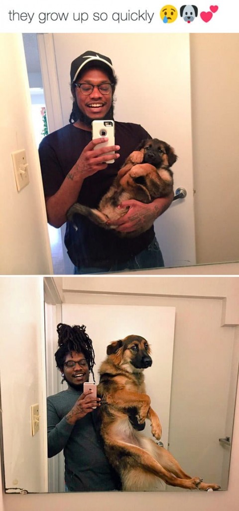 100 Dog Memes That Prove The Internet Is Not All Made Out From Cats