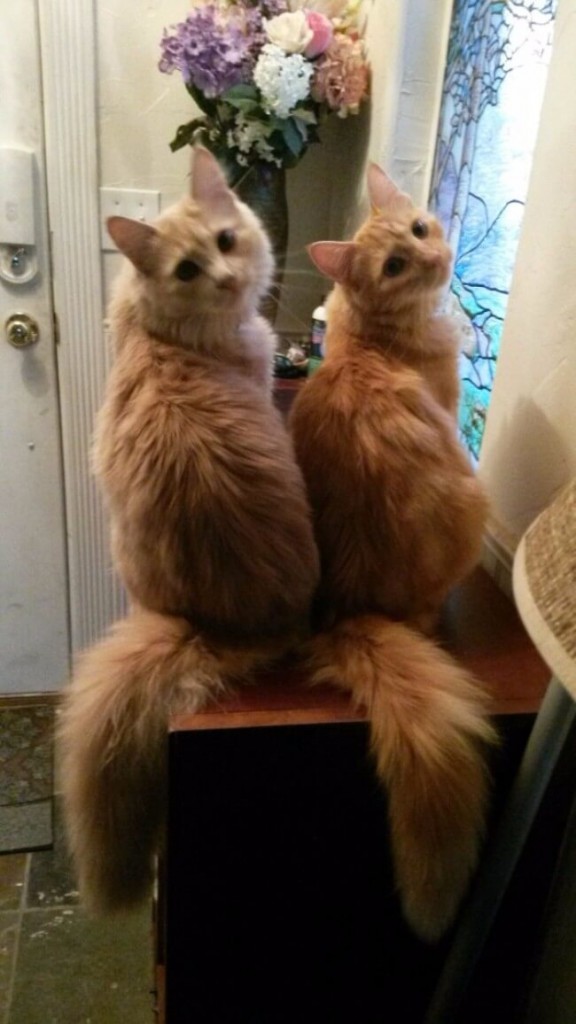 32 Funny Cat Faces Pictures That Will Make You Squeal Like a Kitten