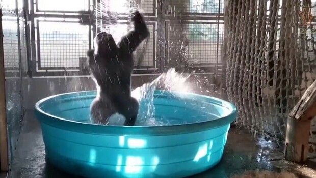 The Breakdancing Gorilla Has Fun At The Zoo And Letting It Loose In The ...